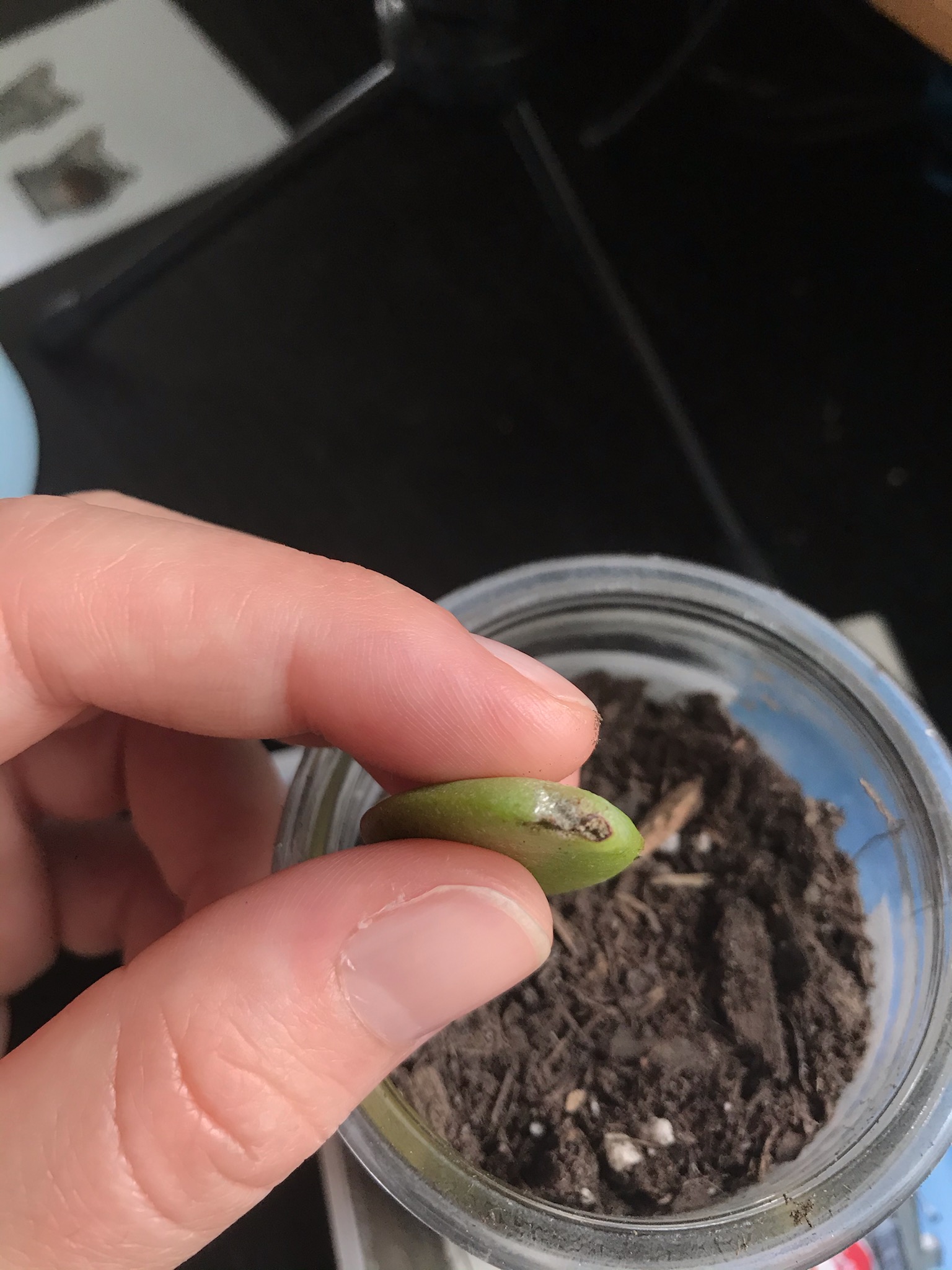 Planting Updates – Urban Habitat